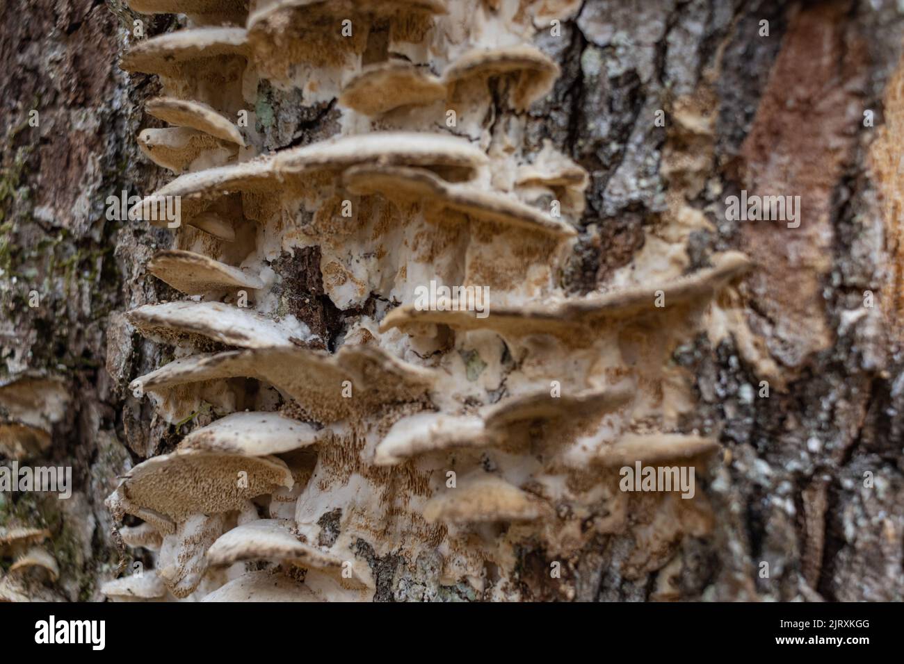 Large parasitic mushroom that grows on tree trunks. Tinder fungus, hoof fungus, tinder conk ...