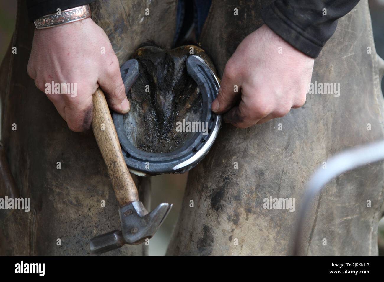 Farrier shoeing a horse. Placing a horseshoe on the horses hoof ready ...