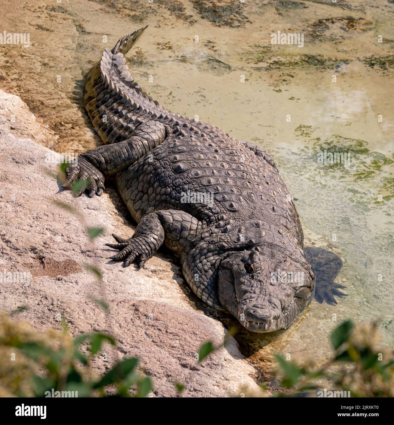 A huge crocodile looking at the camera Stock Photo - Alamy