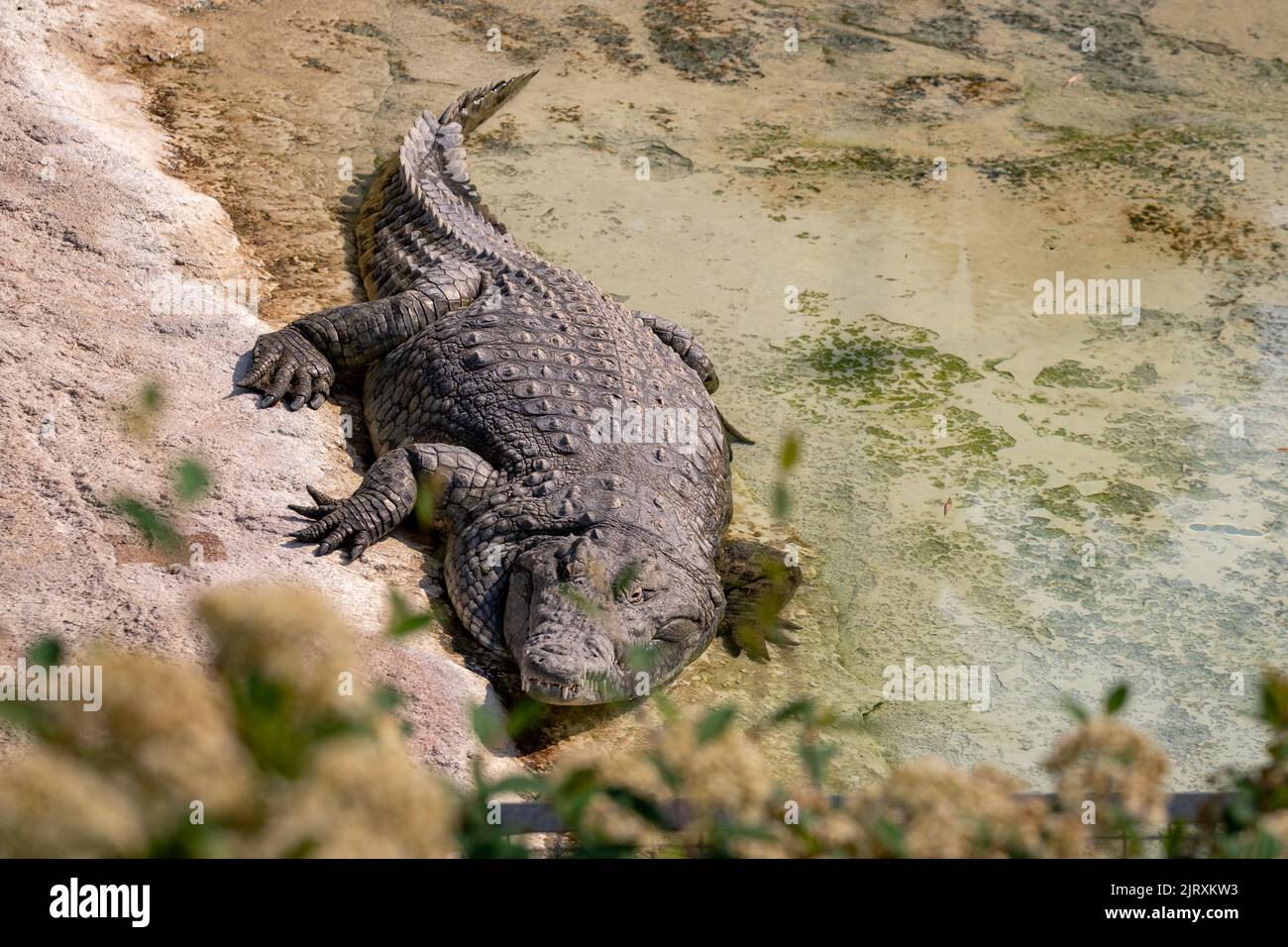 A view of a huge crocodile from behind plants Stock Photo - Alamy