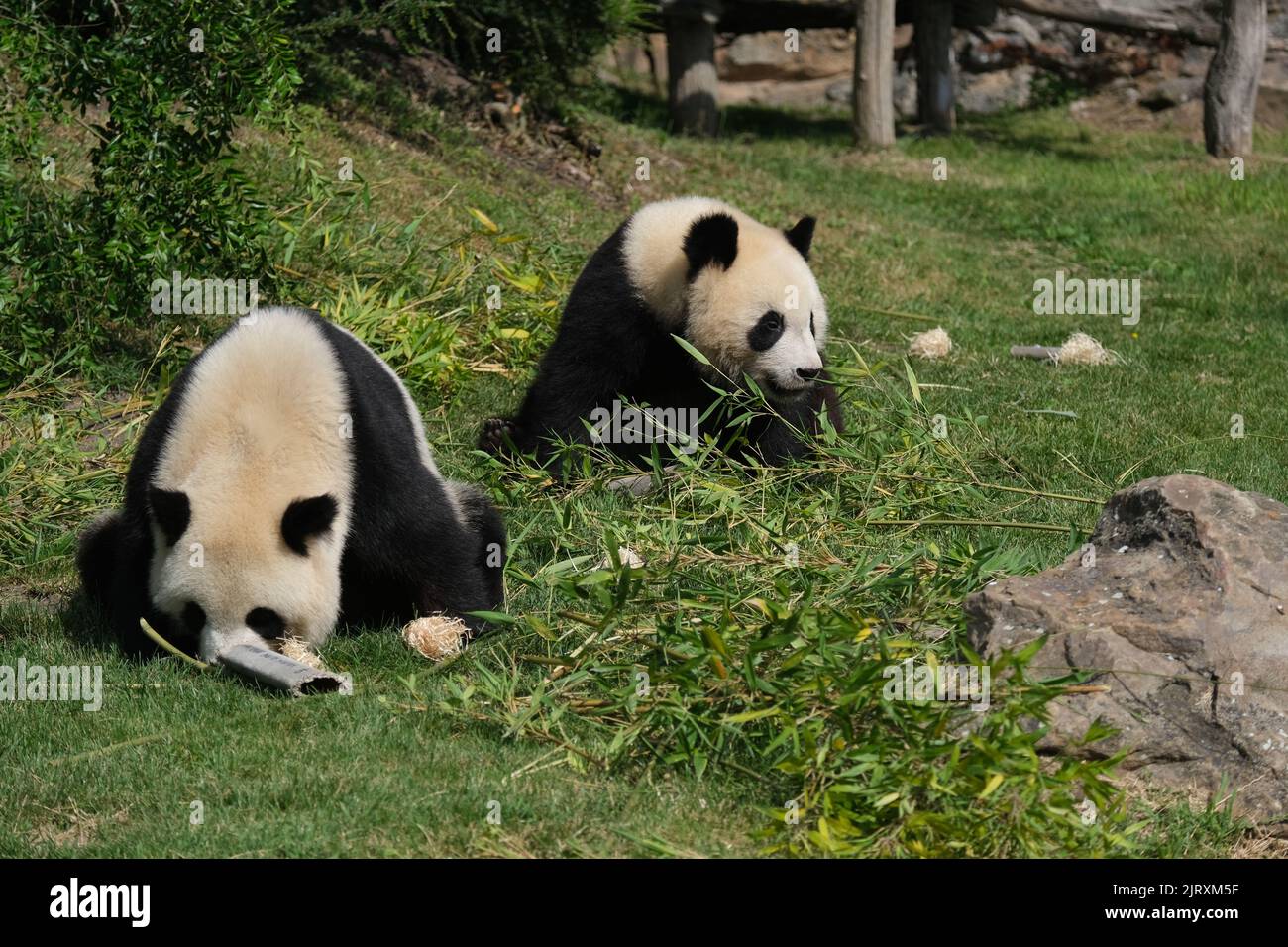 Qinling panda hi-res stock photography and images - Alamy