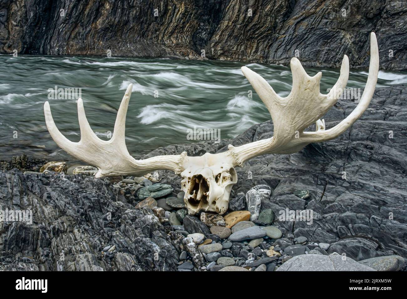 Skull in river hi-res stock photography and images - Alamy