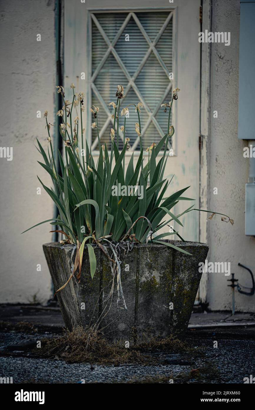 A vertical closeup shot of Adam's needle planted in front of a door ...