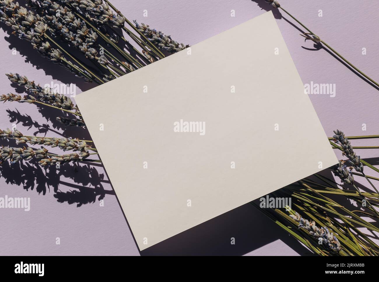 Blank paper card mock-up on pastel purple background with lavender ...