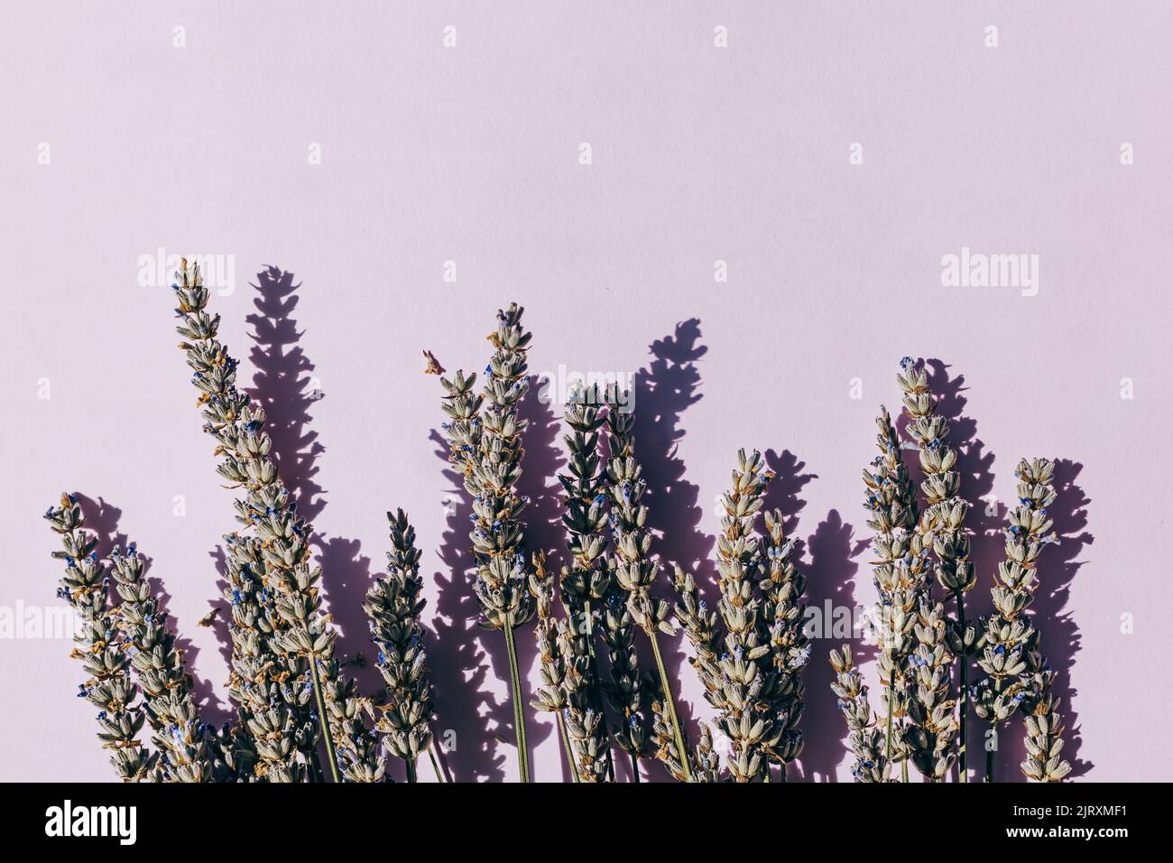 Lavender flowers on pink background in natural sunlight, top view, copy ...