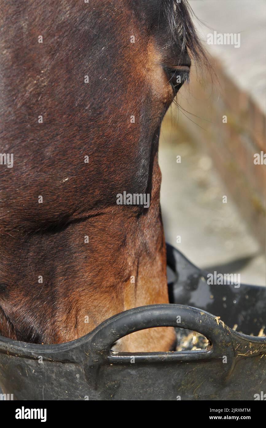 Horse eating out of feed bowl. Equestrian Stock Photo - Alamy