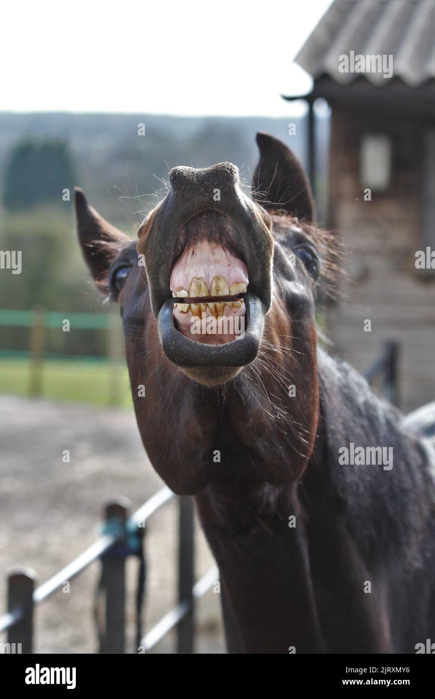 Horse showing their teeth. Horse smiling! Funny horse. Equestrian Stock ...