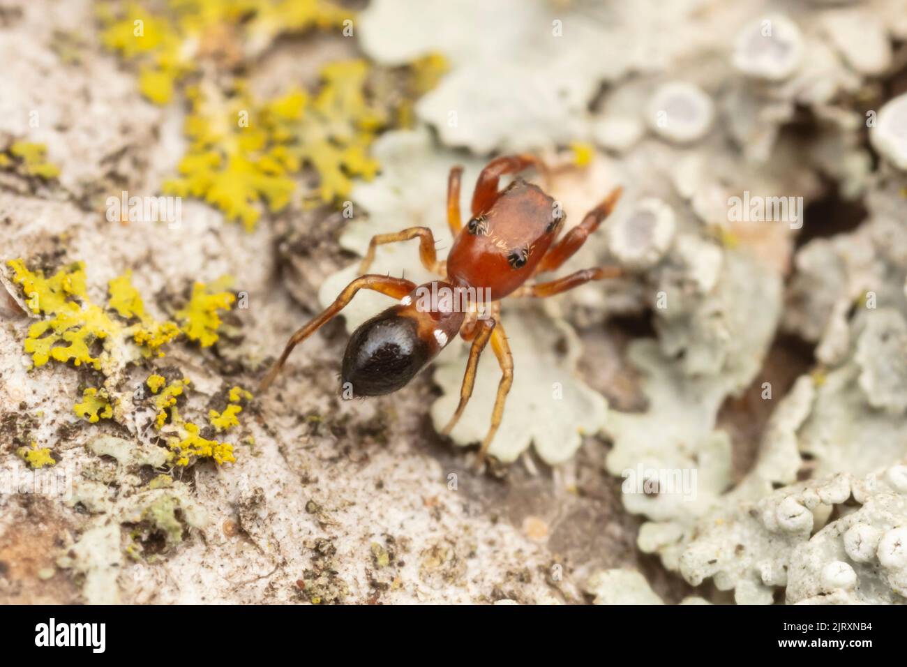 Jumping spiders hi-res stock photography and images - Alamy