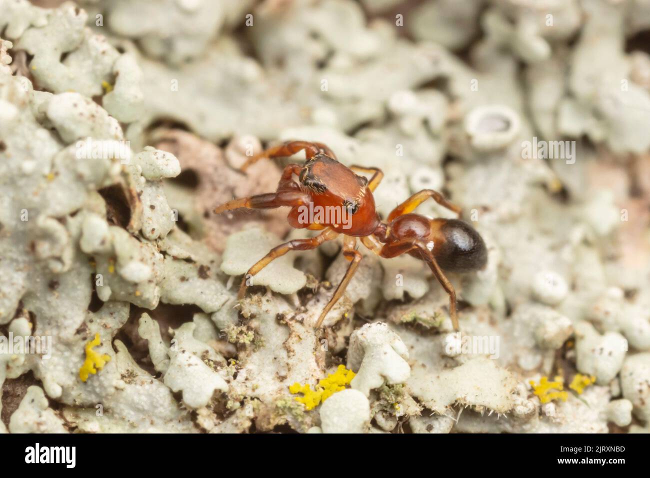Jumping Spider (Synageles sp Stock Photo - Alamy