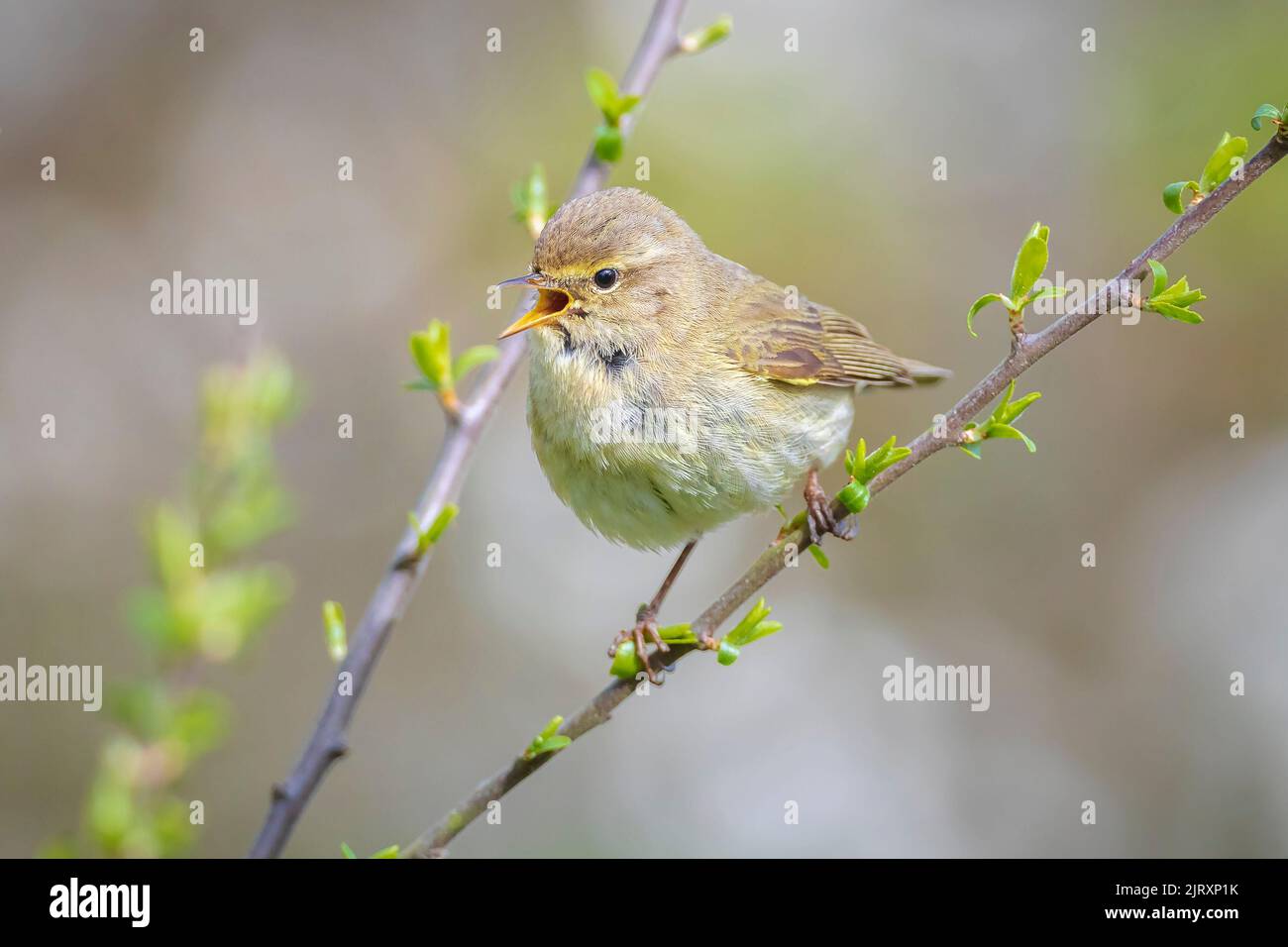 Close-up of a common chiffchaff bird Phylloscopus collybita, singing on ...