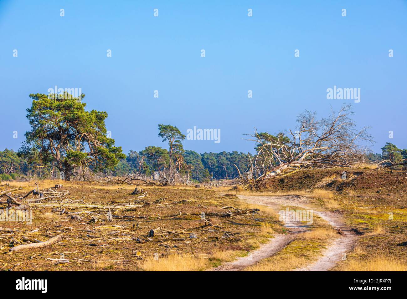 Desolate forest landcape national park de Hoge Veluwe, Holland Stock ...