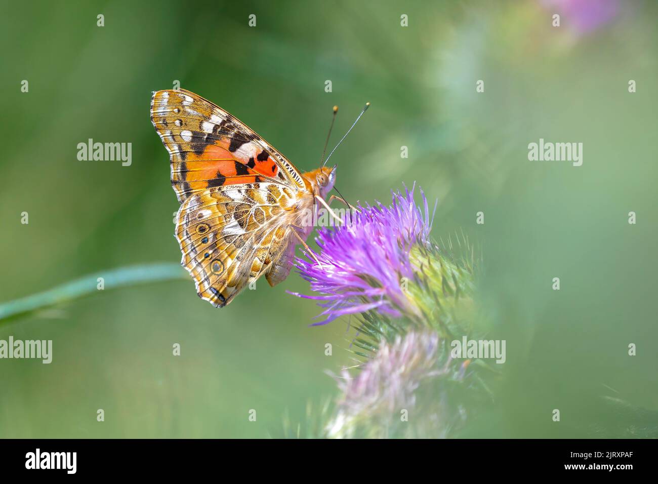 Painted Lady butterfly, vanessa cardu, feeding nectar from a thistle ...