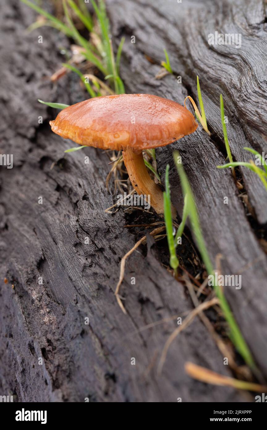 Spectacular rustgill mushroom hi-res stock photography and images - Alamy