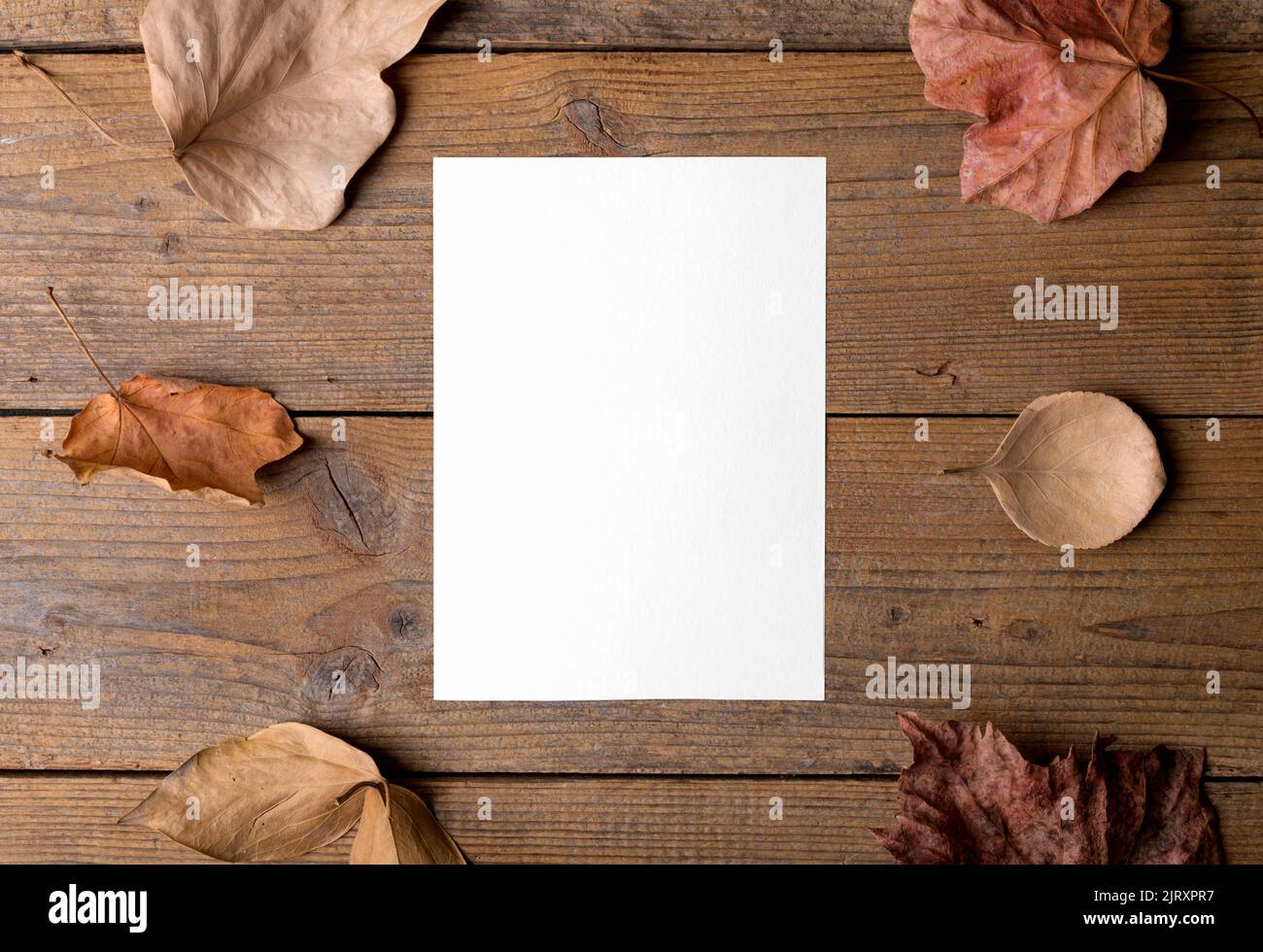 Autumn blank card mockup for thanksgiving day, DIY invitation, holidays ...