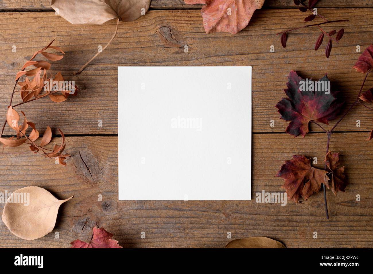 Autumn square blank card mockup for thanksgiving day, DIY invitation ...