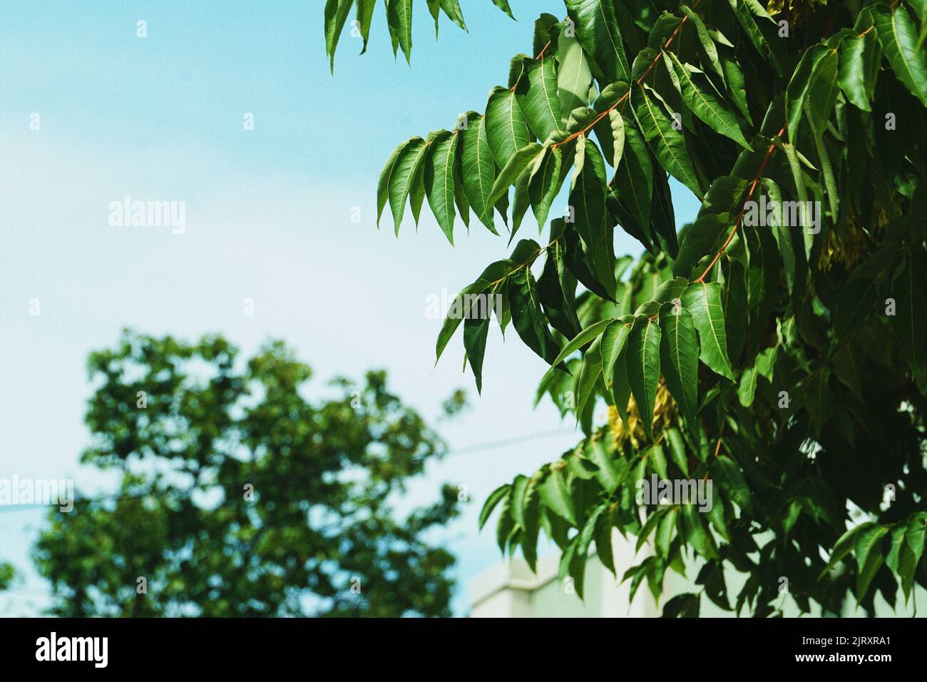 The Sapodilla tree in the garden Stock Photo - Alamy