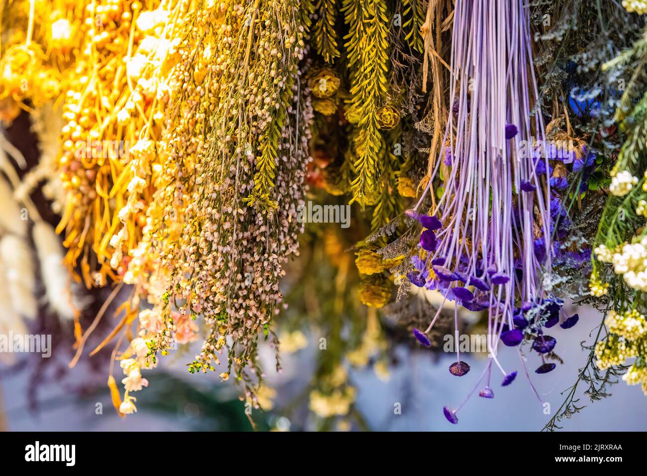 Variety of natural herbs drying on rack for decoration or tea with ...