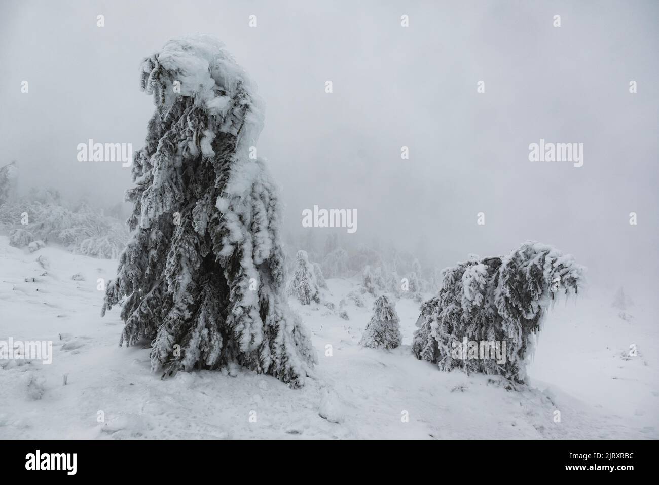 Bizarre snow- and ice-covered trees in the otherworldy landscape on the ...