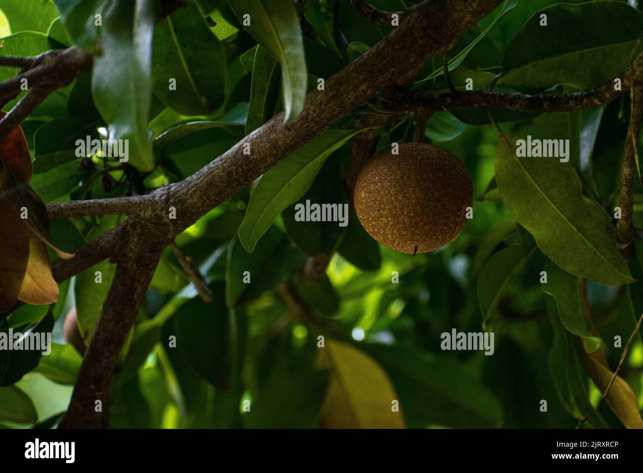 The Sapodilla tree with ripe harvest Stock Photo - Alamy
