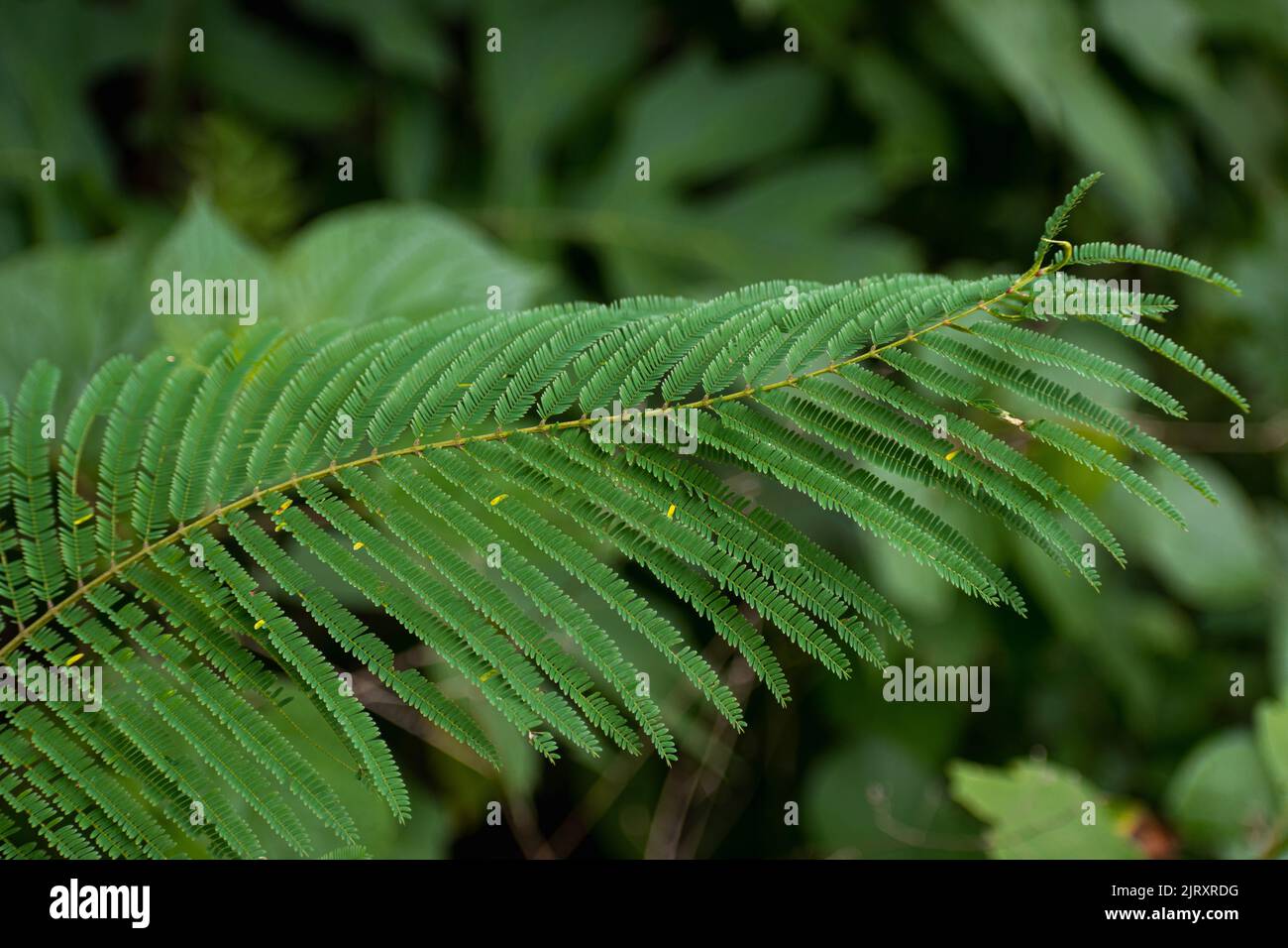 Senegalia plant hi-res stock photography and images - Alamy