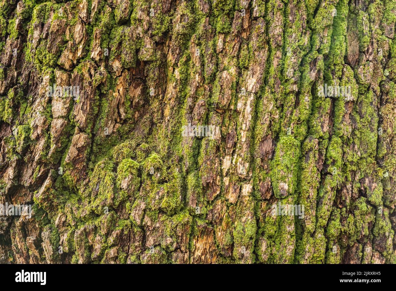 Bark moss mossy tree hi-res stock photography and images - Alamy