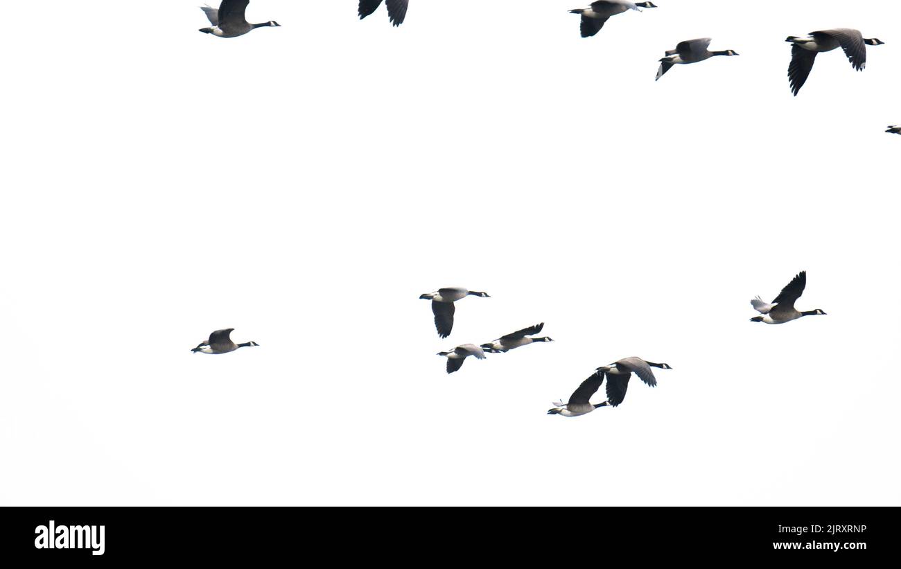 Flying about freely in hi-res stock photography and images - Alamy