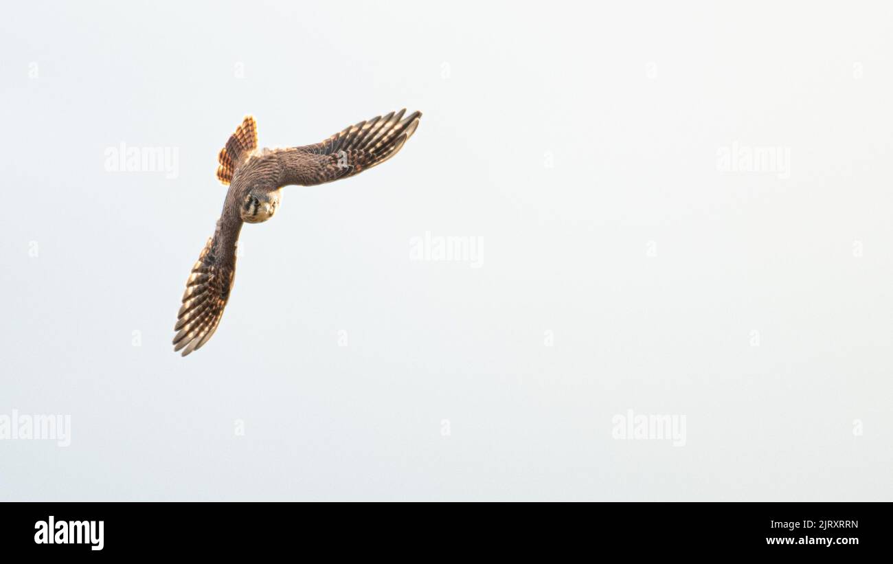 An American Kestrel flying freely in a clear sky Stock Photo - Alamy