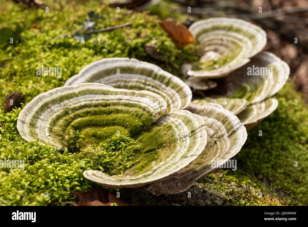 Beautiful close-up of a lumpy bracket (Trametes gibbosa), a polypore ...
