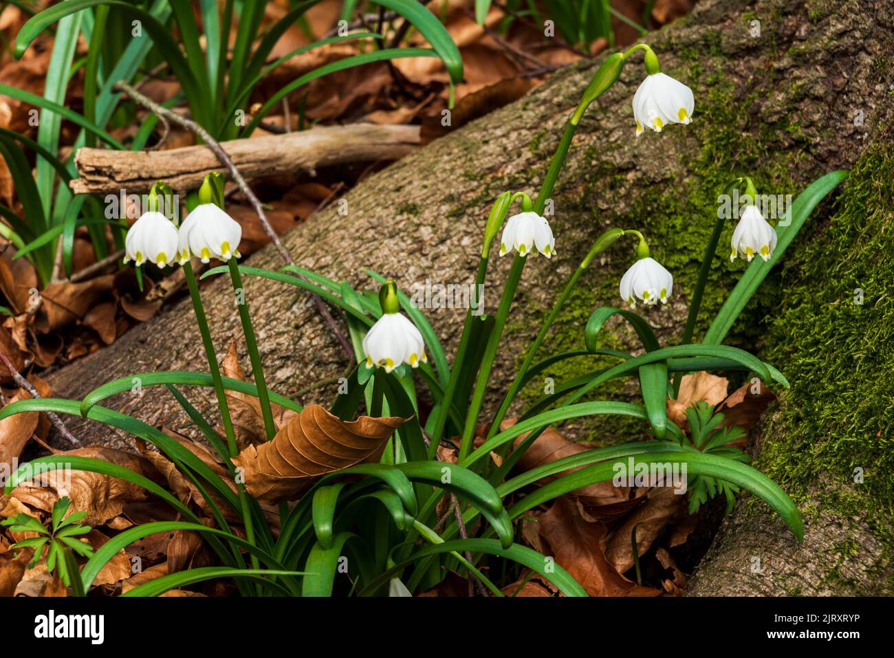 Flowering spring snowflake (Leucojum vernum) among the roots of a beech ...