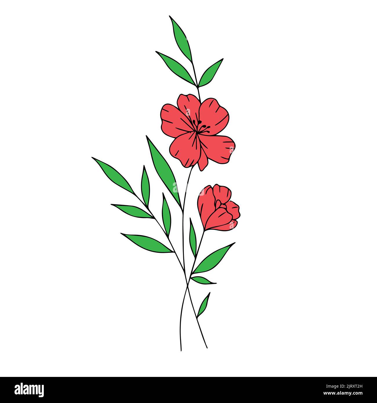 A beautiful drawing of red flowers on a white background Stock Vector ...