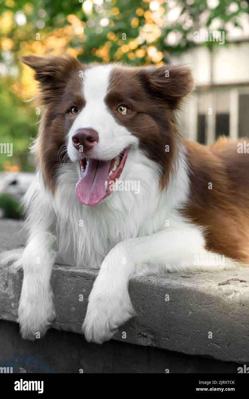 Adorable Young Border collie dog sitting on the ground against ...