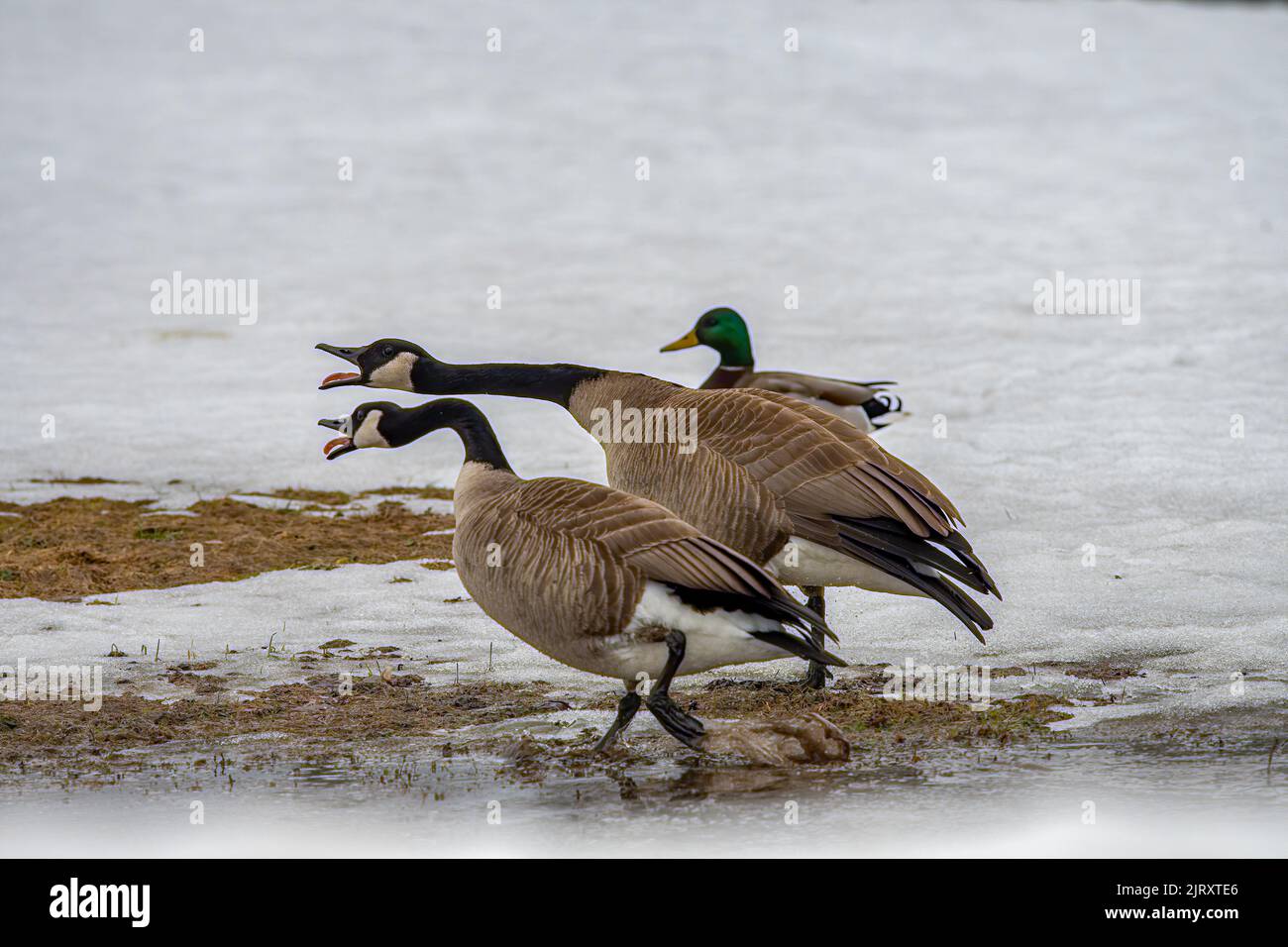 nature at work Stock Photo - Alamy