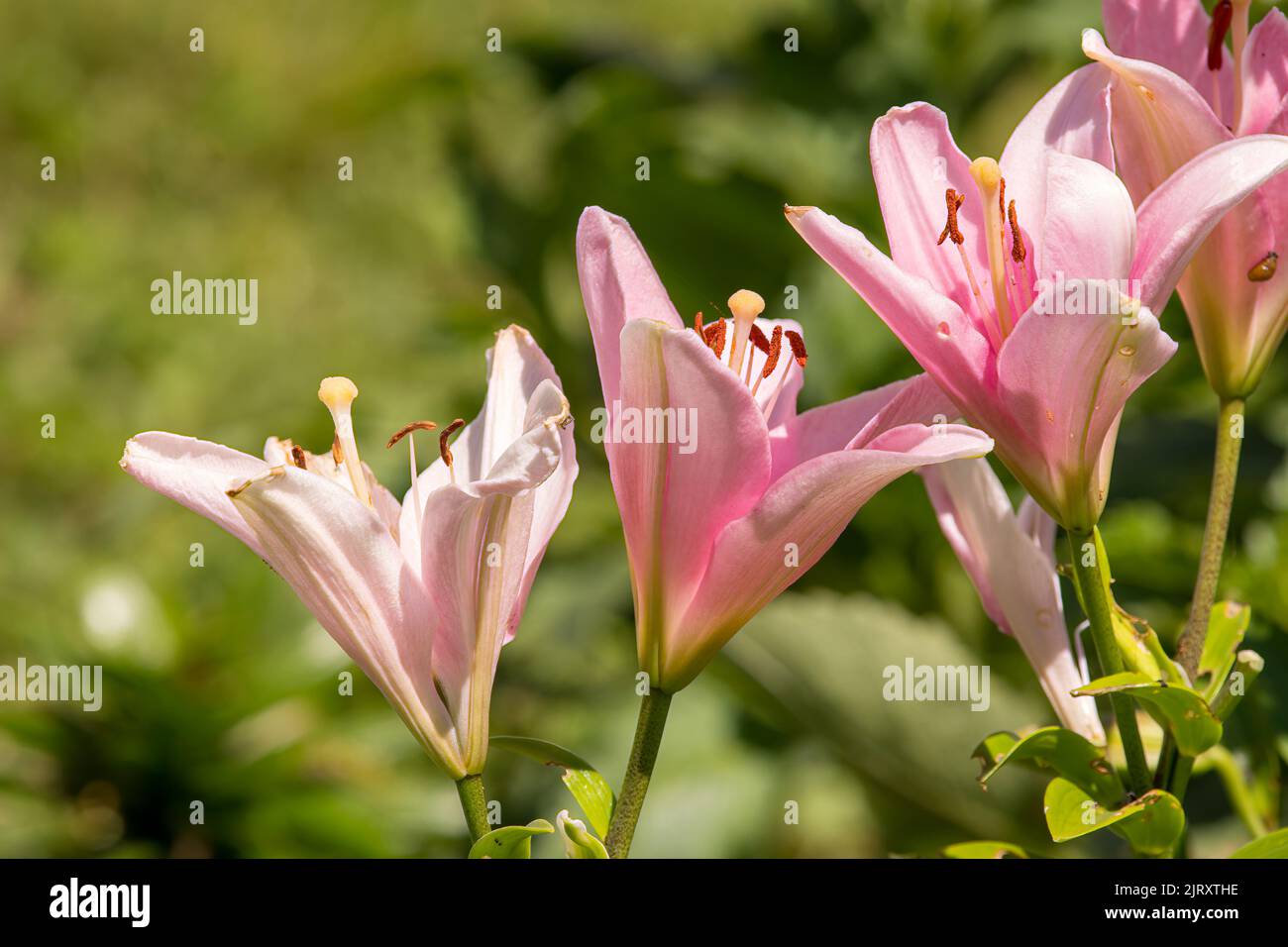 nature at work Stock Photo - Alamy