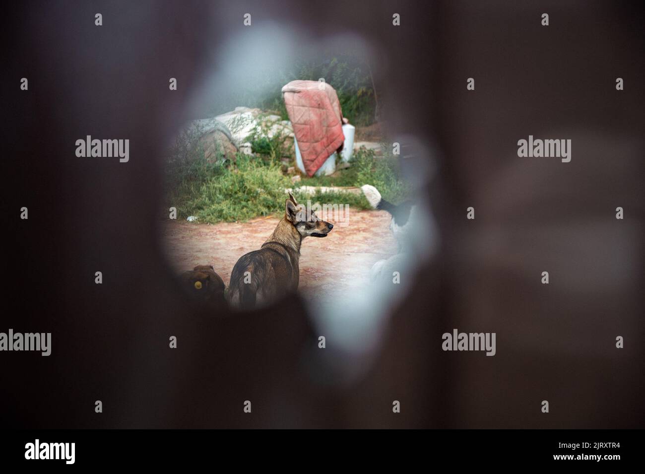 Rescue dogs from Bakhmut Community of Dog Rescue seen through a ...