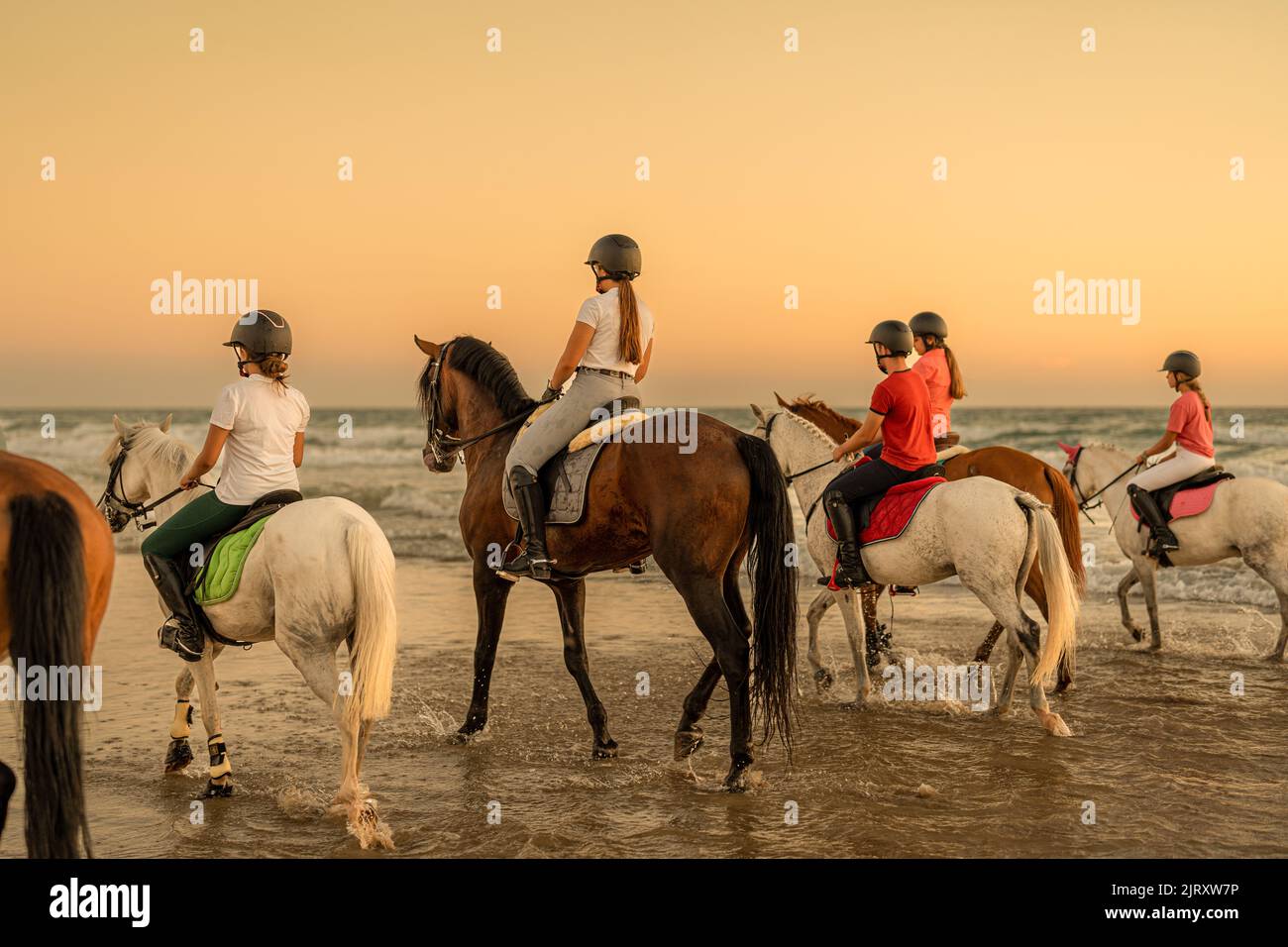 rear view of a group of 6 horses mounted by young riders trotting in ...