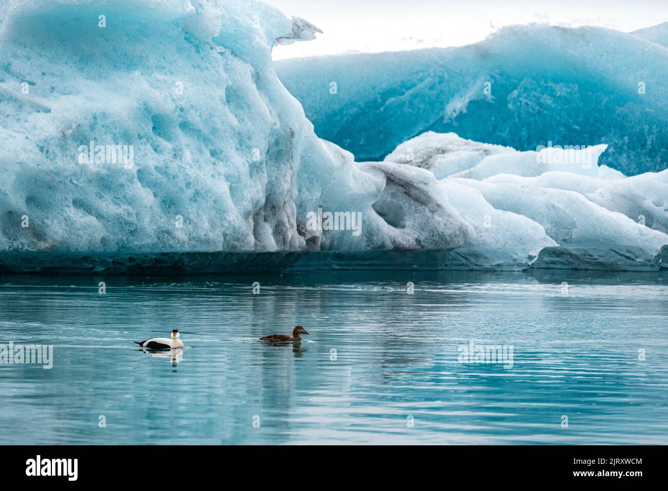 Two common eider ducks (Somateria mollissima) swimming among the mighty ...