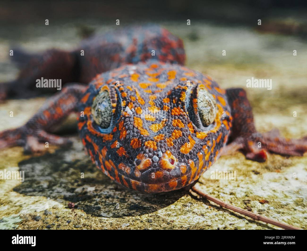 Tokay gecko hi-res stock photography and images - Alamy