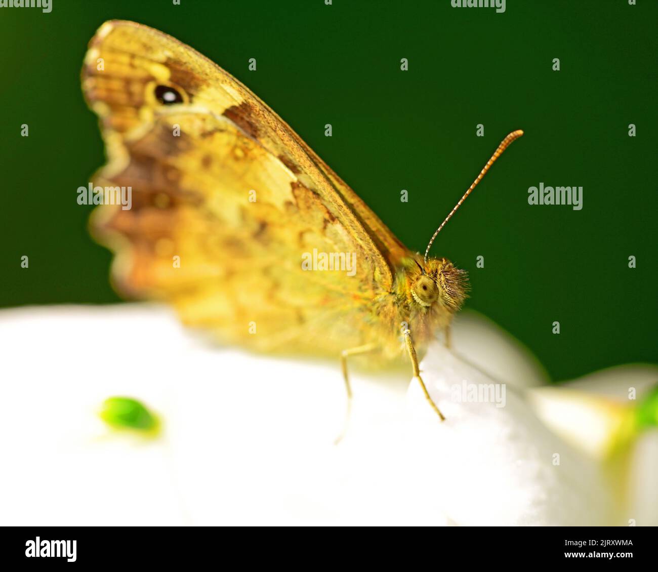 Duke of Burgundy fritillary butterfly order Lepidoptera eye and mouth ...