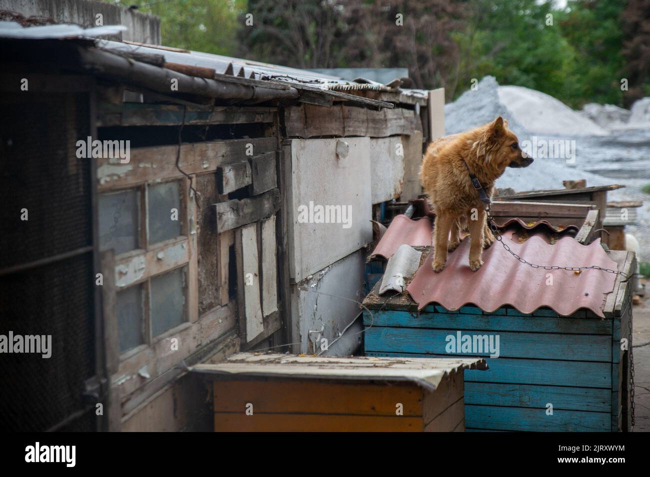 Bakhmut, Ukraine. 26th Aug, 2022. A dog stands at his house at Bakhmut ...