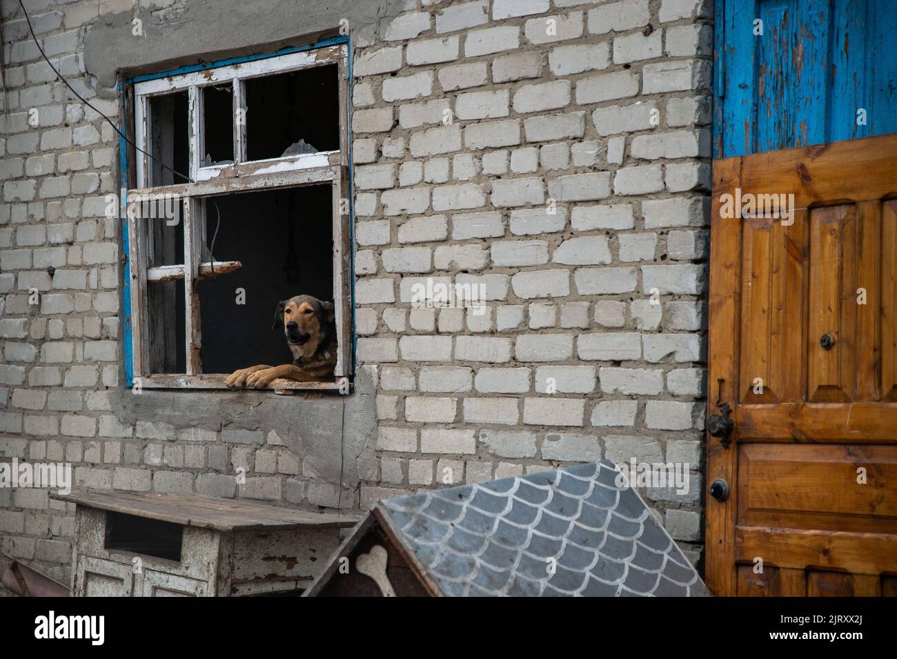 Bakhmut, Ukraine. 26th Aug, 2022. A dog seen on a window at the Bakhmut ...