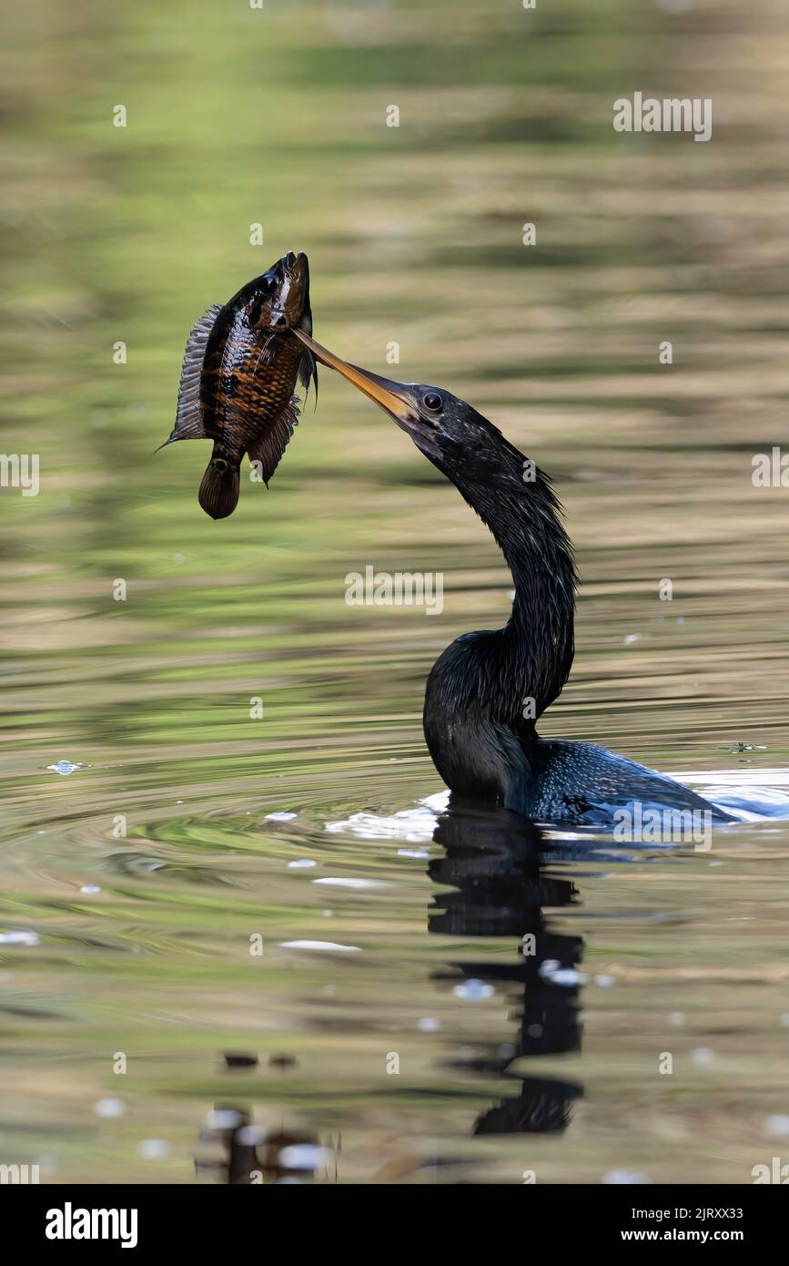 Anhinga (Anhinga anhinga) fishing in the waters of Tortuguero river and having caught a fish ...