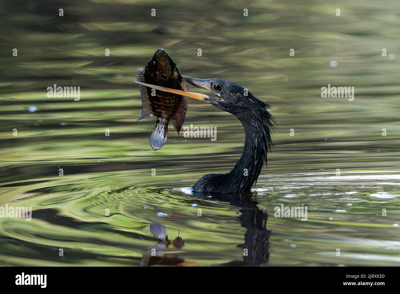 Anhinga (Anhinga anhinga) fishing in the waters of Tortuguero river and ...