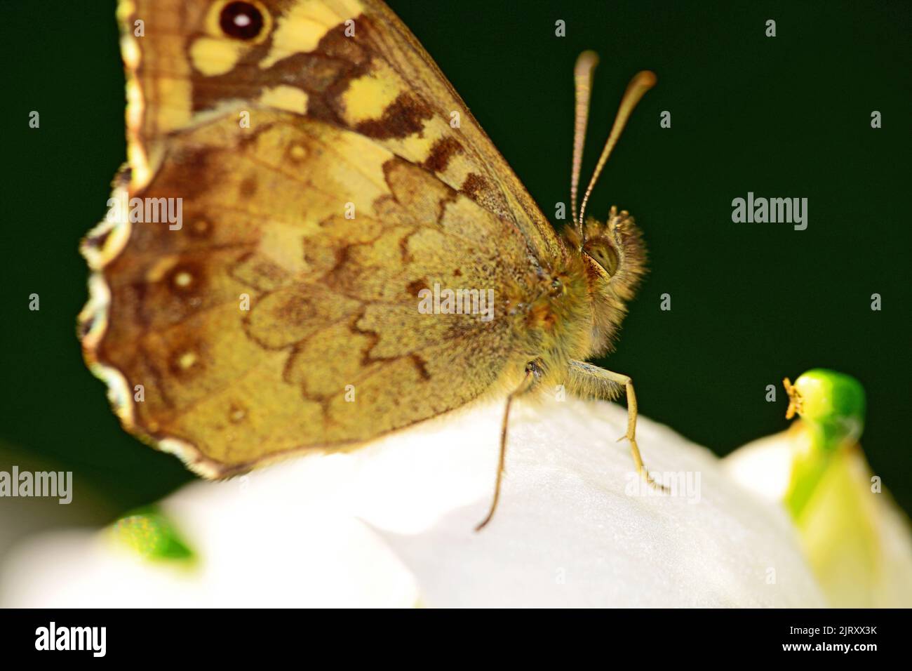 Duke of Burgundy fritillary butterfly order Lepidoptera eye and mouth ...