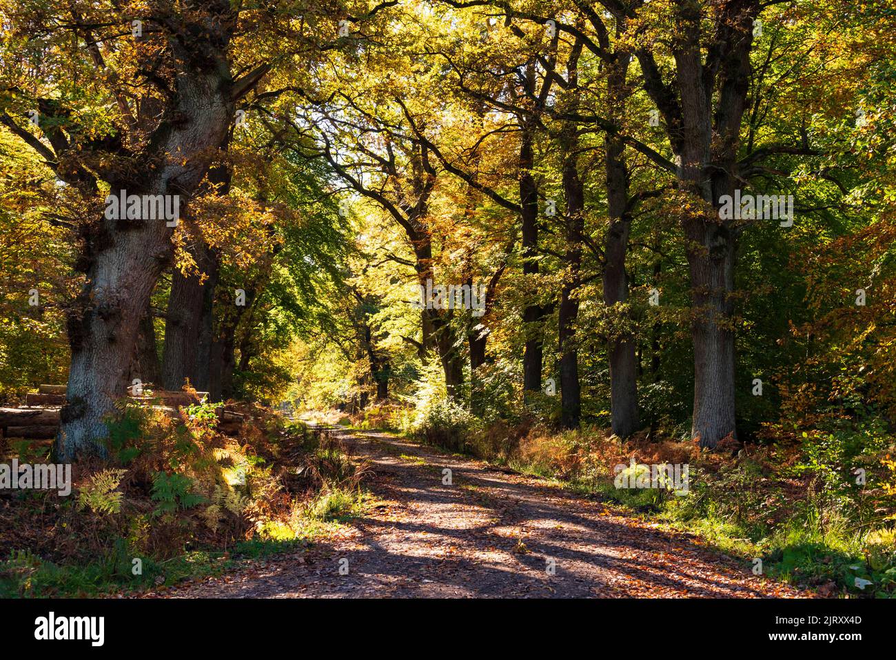 Idyllic forest road lines by huge old oak trees in beautiful autumn ...