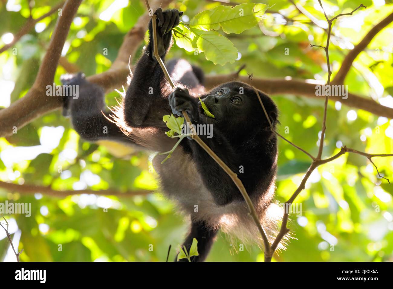 Howler monkey (simia belzebul) perching on a branch in Tortuguero ...