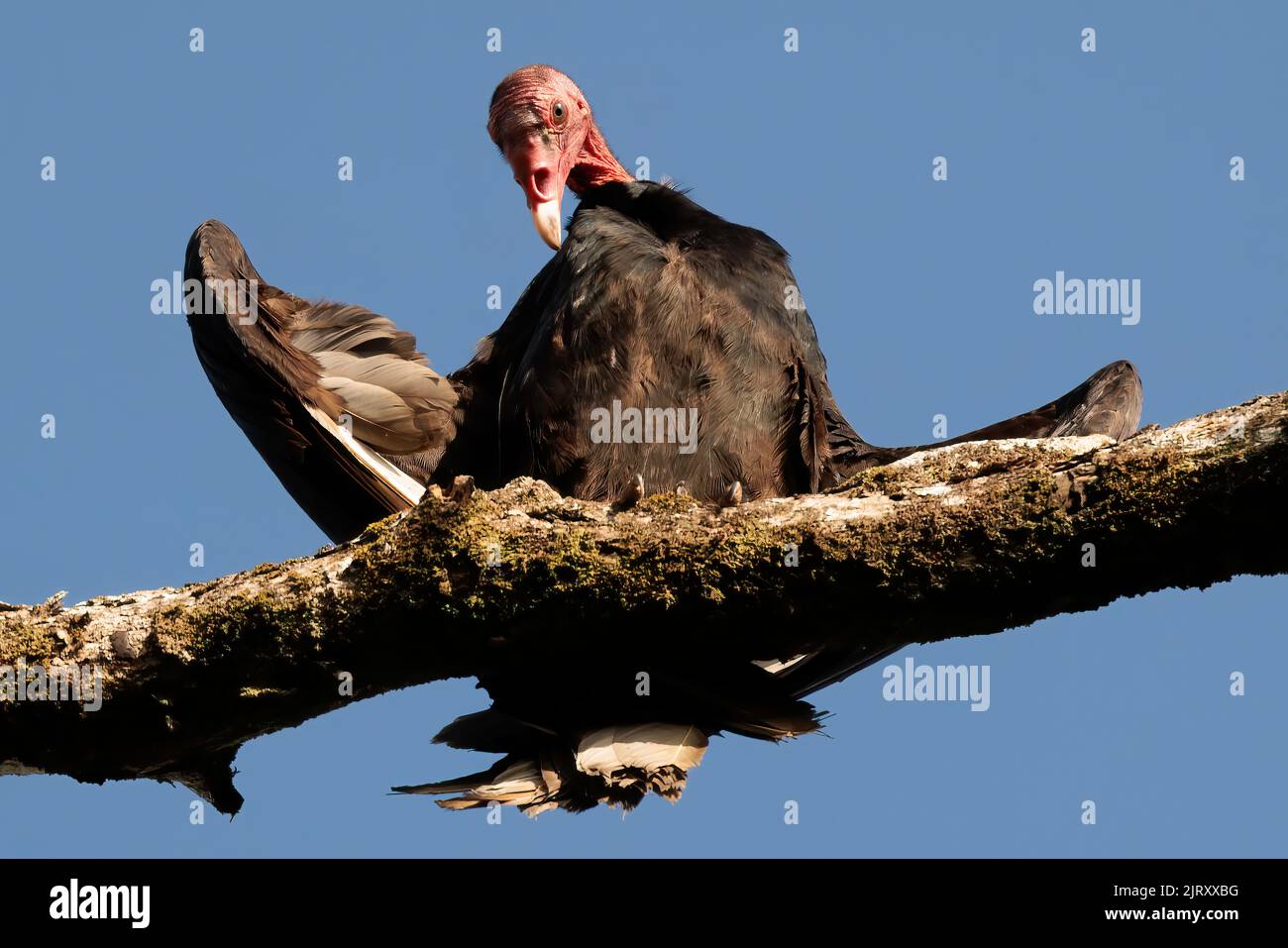 Turkey vulture / turkey buzzard (Cathartes aura) perching on a branch ...