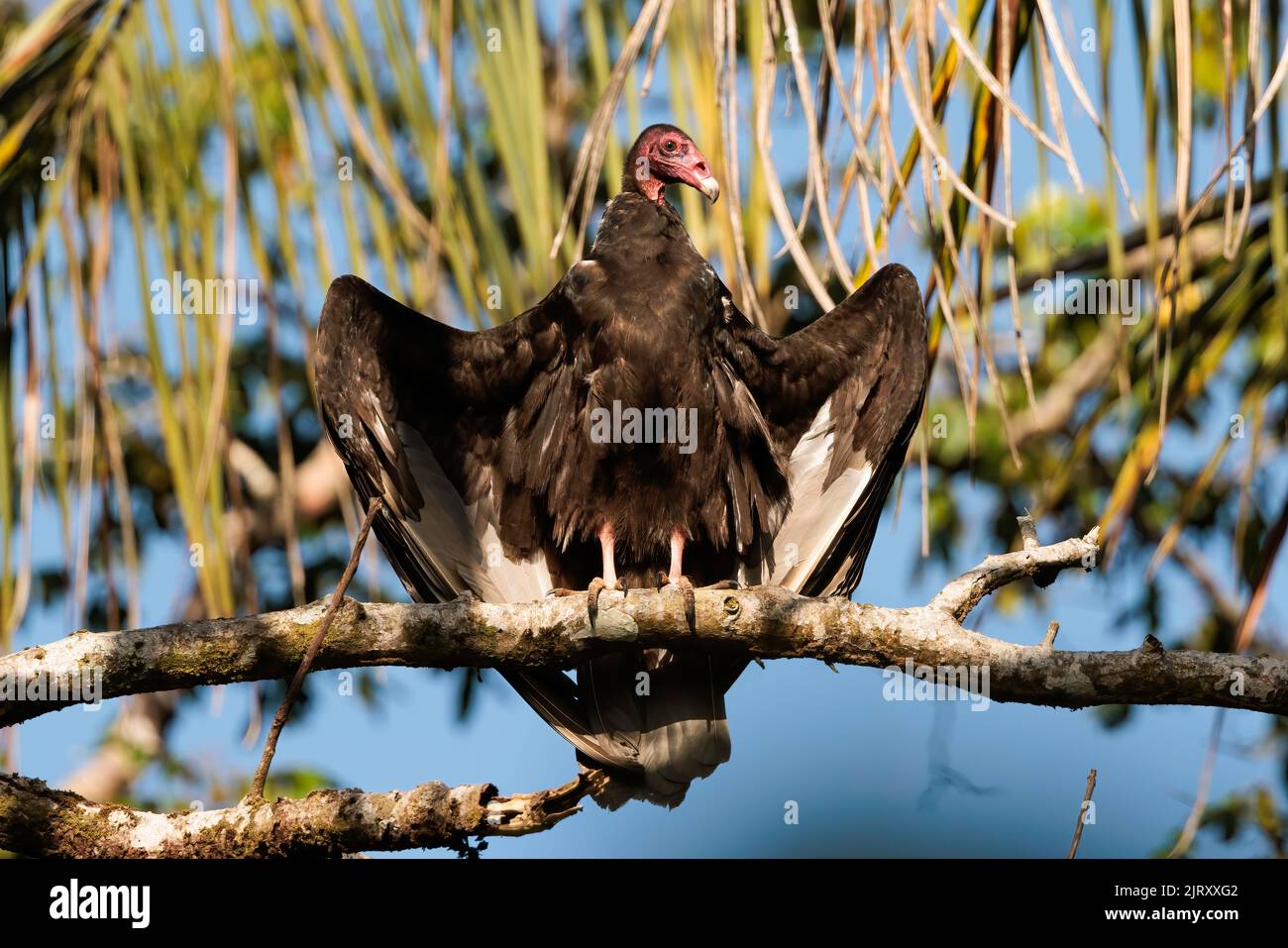 American buzzard hi-res stock photography and images - Alamy