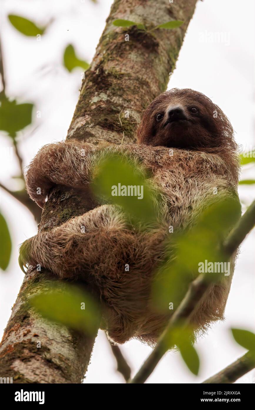Juvenile three-toed sloth (Bradypus tridactylus) descending a tree in ...