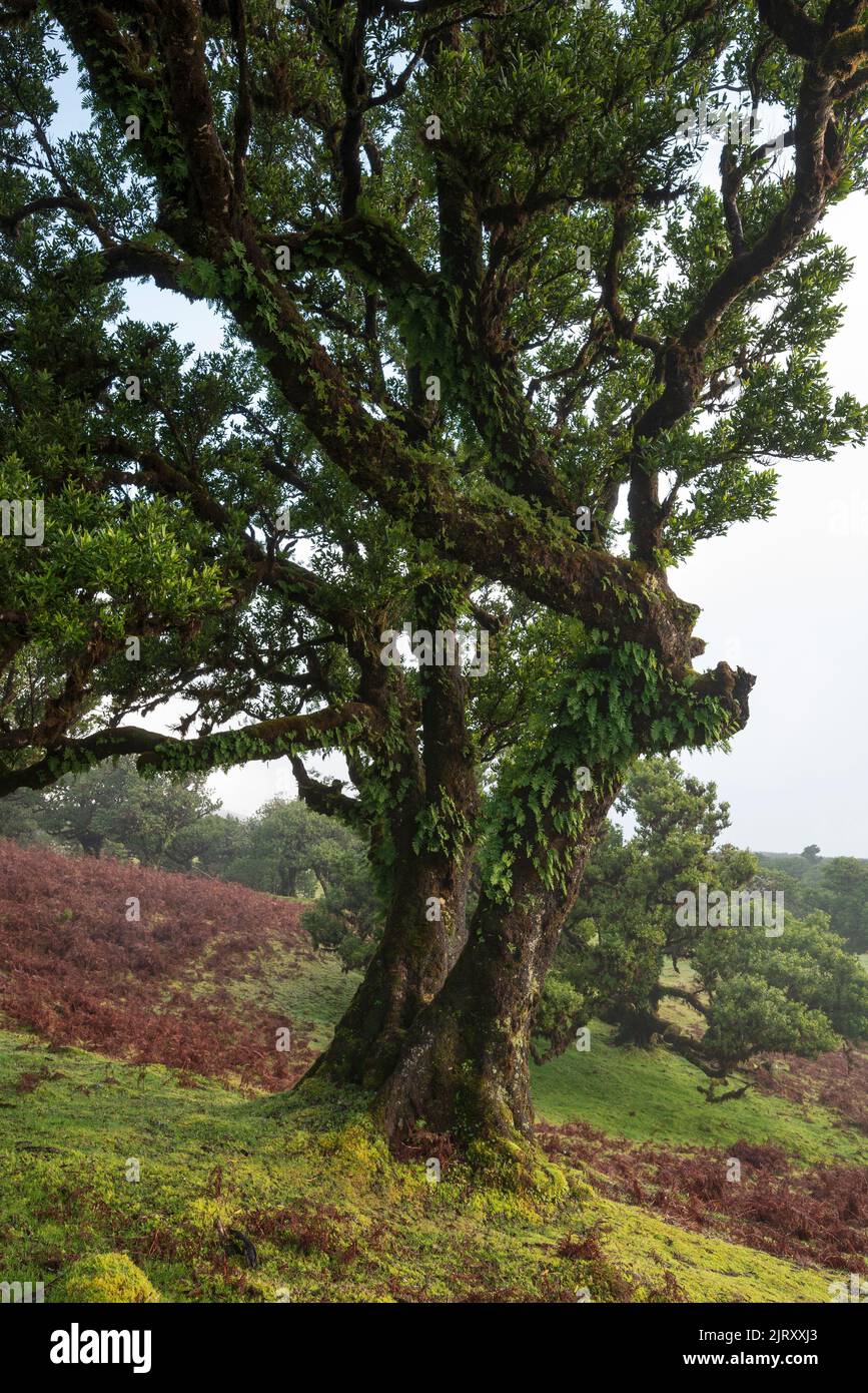 Impressive stinkwood laurel tree (Ocotea foetens), covered with moss ...