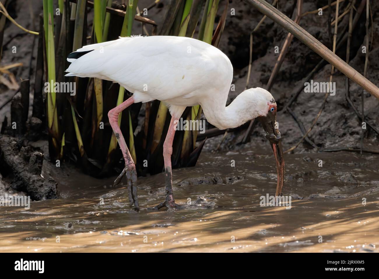 American white ibis (Eudocimus albus) walking and looking for food in ...